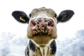 Cow Milk Cheese – Wisconsin Cheese Mart